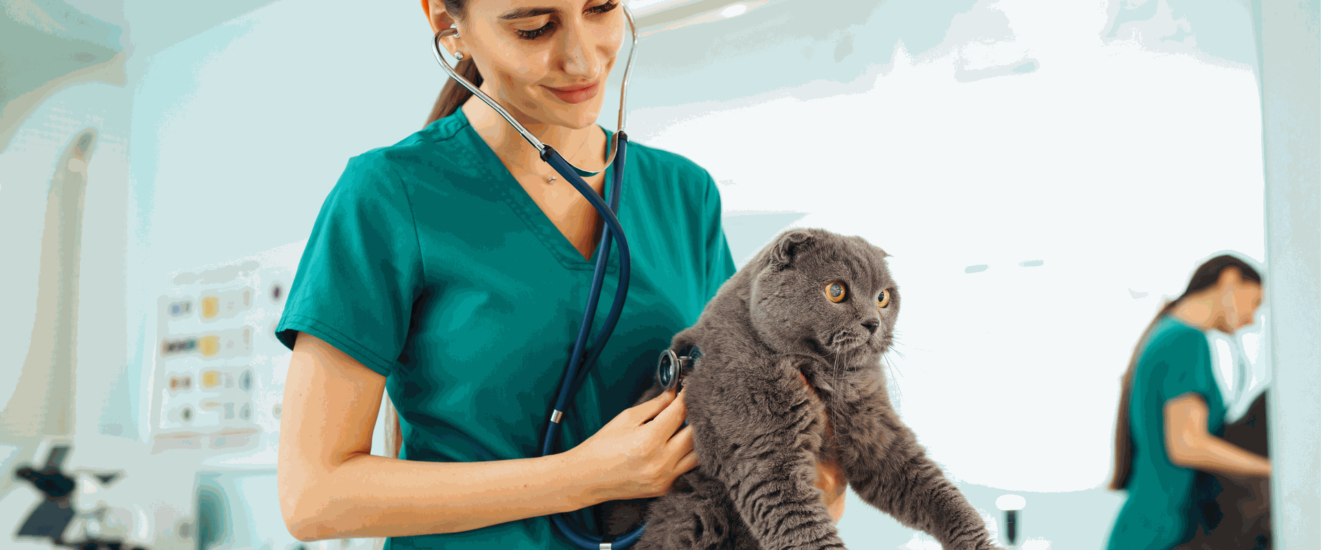 Supporting the senior champs: AAHA issues 2023 senior care guidelines ...